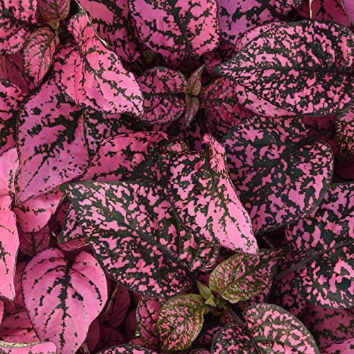 Outsidepride Hypoestes Splash Rose Polka Dot Container or Bedding Plant for Shade Gardens - 400 Seeds