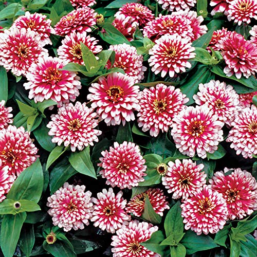 Outsidepride Zinnia Swizzle Cherry Ivory Heat & Drought Tolerant Garden Cut Flowers - 30 Seeds