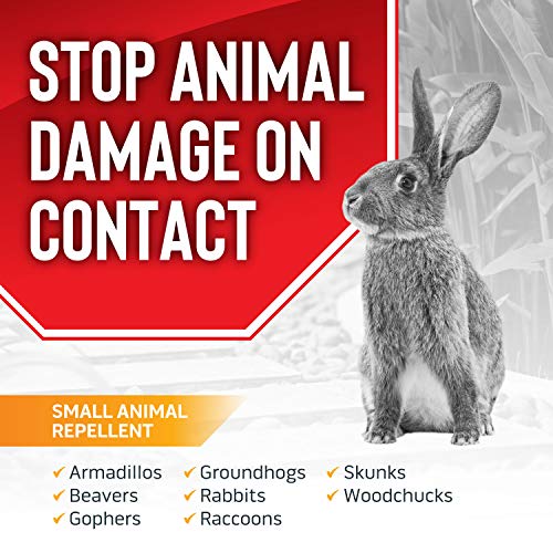 Animal Stopper Granular - Safe & Effective, Food Grade Ingredients; For use against Groundhogs, Rabbits, Skunks, Raccoons and Other Garden Animals; Ready to Use, 12 lbs