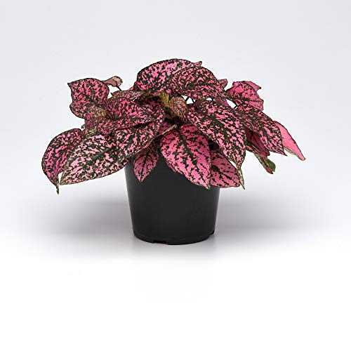 Outsidepride Hypoestes Splash Rose Polka Dot Container or Bedding Plant for Shade Gardens - 200 Seeds