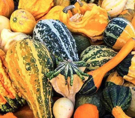 "Large Gourd Mix" Squash Seeds for Planting, 25+ Heirloom Seeds Per Packet, (Isla's Garden Seeds), Non GMO Seeds, Great Home Garden Gift, Decorative Squash Gourds