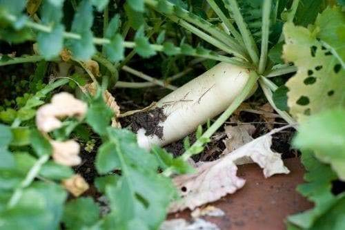 Japanese Minowase Daikon Radish (Raphanus sativus) White 1 Gram Seeds for Planting, Heirloom & Non GMO, Open Pollinated, Asian Vegetable Biennial, Fall/Spring Garden/Containers
