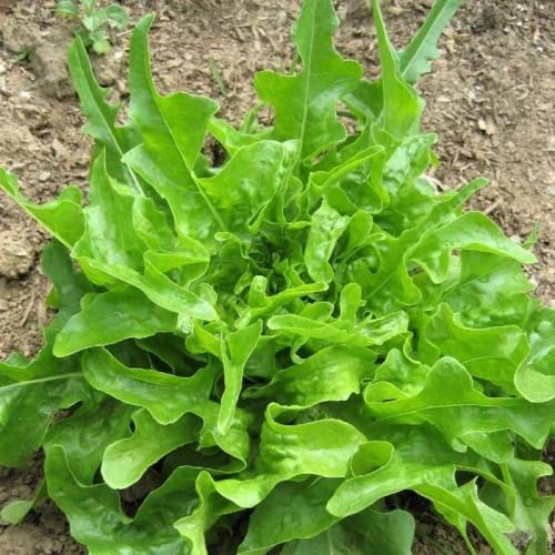 CHUXAY GARDEN Oakleaf Lettuce,Green Oak Leaf Lettuce Seed 100 Seeds Green Non-GMO Organic Vegetable Healthy Delicious Vegetable Fast Growing
