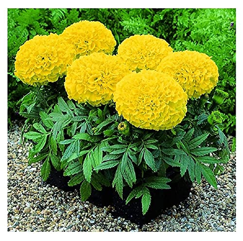 David's Garden Seeds Flower Marigold Giant Yellow FBA-1884 (Yellow) 50 Non-GMO, Hybrid Seeds