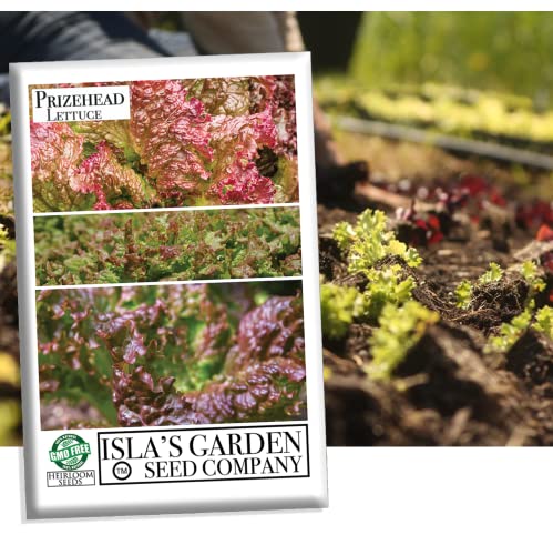 "Prizehead" Lettuce Seeds for Planting, 1000+ Heirloom Seeds Per Packet, (Isla's Garden Seeds), Non GMO Seeds, Botanical Name: Lactuca Sativa, 85% Germination Rates, Great Home Garden Gift