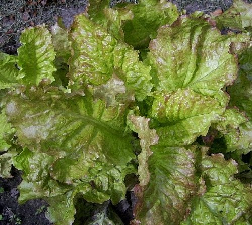 "Prizehead" Lettuce Seeds for Planting, 1000+ Heirloom Seeds Per Packet, (Isla's Garden Seeds), Non GMO Seeds, Botanical Name: Lactuca Sativa, 85% Germination Rates, Great Home Garden Gift