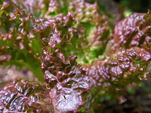 "Prizehead" Lettuce Seeds for Planting, 1000+ Heirloom Seeds Per Packet, (Isla's Garden Seeds), Non GMO Seeds, Botanical Name: Lactuca Sativa, 85% Germination Rates, Great Home Garden Gift