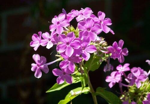Tall Purple Phlox Paniculata Garden Summer Native Hummingbird Flower jocad (10 Seeds)