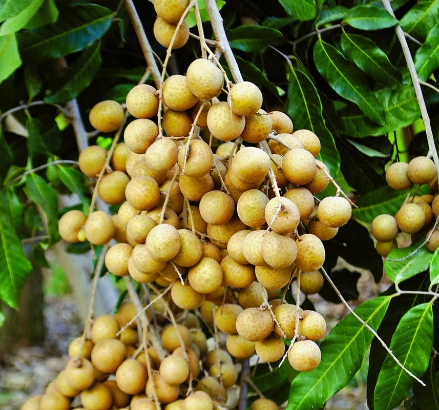 Longan Tree Live Plant, Longan Fruit Tree Seedlings 6 to 10 Inc Height Home Garden