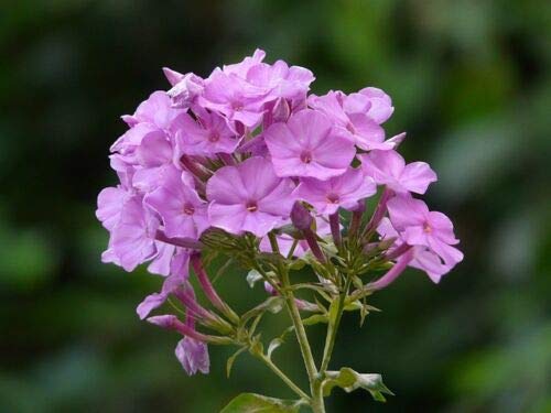 Tall Purple Phlox Paniculata Garden Summer Native Hummingbird Flower jocad (10 Seeds)