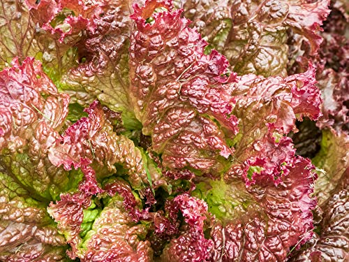 "Prizehead" Lettuce Seeds for Planting, 1000+ Heirloom Seeds Per Packet, (Isla's Garden Seeds), Non GMO Seeds, Botanical Name: Lactuca Sativa, 85% Germination Rates, Great Home Garden Gift