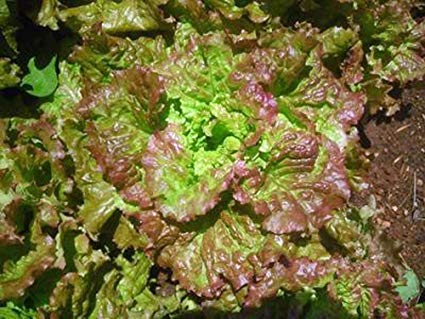"Prizehead" Lettuce Seeds for Planting, 1000+ Heirloom Seeds Per Packet, (Isla's Garden Seeds), Non GMO Seeds, Botanical Name: Lactuca Sativa, 85% Germination Rates, Great Home Garden Gift