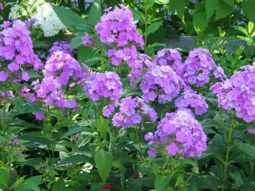 Tall Purple Phlox Paniculata Garden Summer Native Hummingbird Flower jocad (10 Seeds)