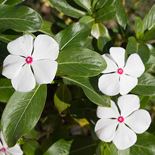 Outsidepride Periwinkle Vinca Bright Eyes Garden Flowers & Ground Cover Plants - 4000 Seeds