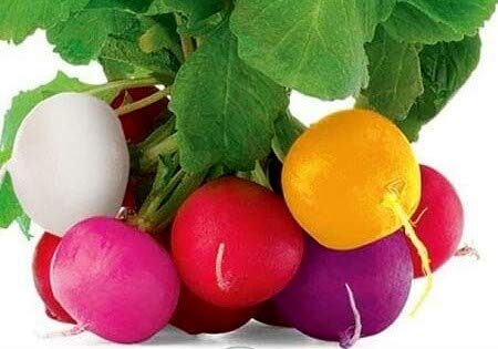 Colorful Radish Seed Mix Easy to Grow Vegetable Garden Seeds for Planting 100 Seeds