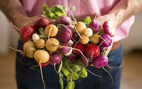 Colorful Radish Seed Mix Easy to Grow Vegetable Garden Seeds for Planting 100 Seeds
