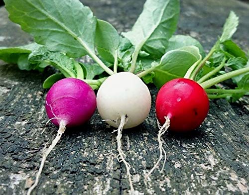 Colorful Radish Seed Mix Easy to Grow Vegetable Garden Seeds for Planting 100 Seeds