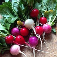 Colorful Radish Seed Mix Easy to Grow Vegetable Garden Seeds for Planting 100 Seeds