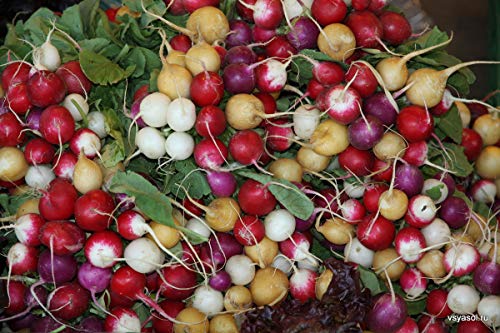 Colorful Radish Seed Mix Easy to Grow Vegetable Garden Seeds for Planting 100 Seeds