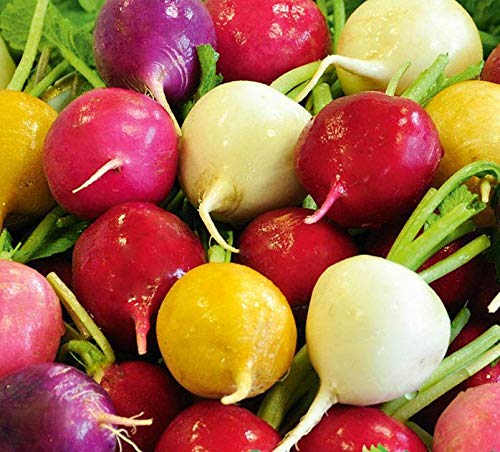 Colorful Radish Seed Mix Easy to Grow Vegetable Garden Seeds for Planting 100 Seeds