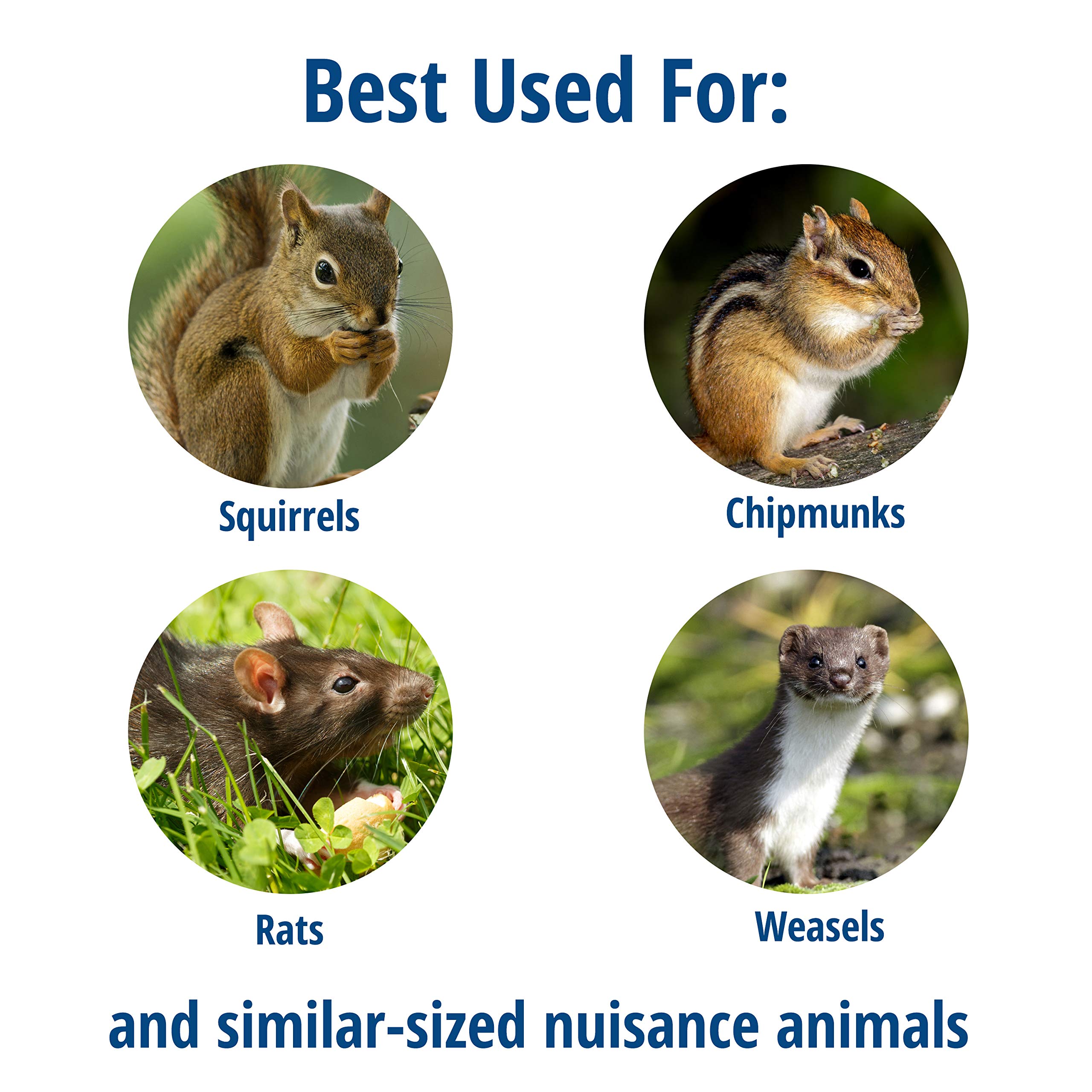 Havahart 1025 Small 2-Door Humane Catch and Release Live Animal Trap for Squirrels, Chipmunks, Rats, Weasels, and Small Animals