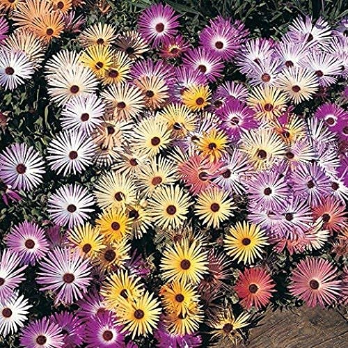 David's Garden Seeds Flower Daisy Livingstone Pastel Mix (Multi) 200 Non-GMO, Open Pollinated Seeds