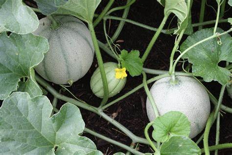 30 Honey Rock Cantaloupe Seeds for Planting Heirloom Non GMO 1+ Gram of Melon Seeds Garden Vegetable Bulk Survival