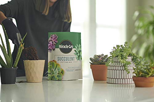 Miracle-Gro Succulent Potting Mix: Fertilized Soil with Premium Nutrition for Indoor Cactus Plants, Aloe Vera and More, 4 qt.