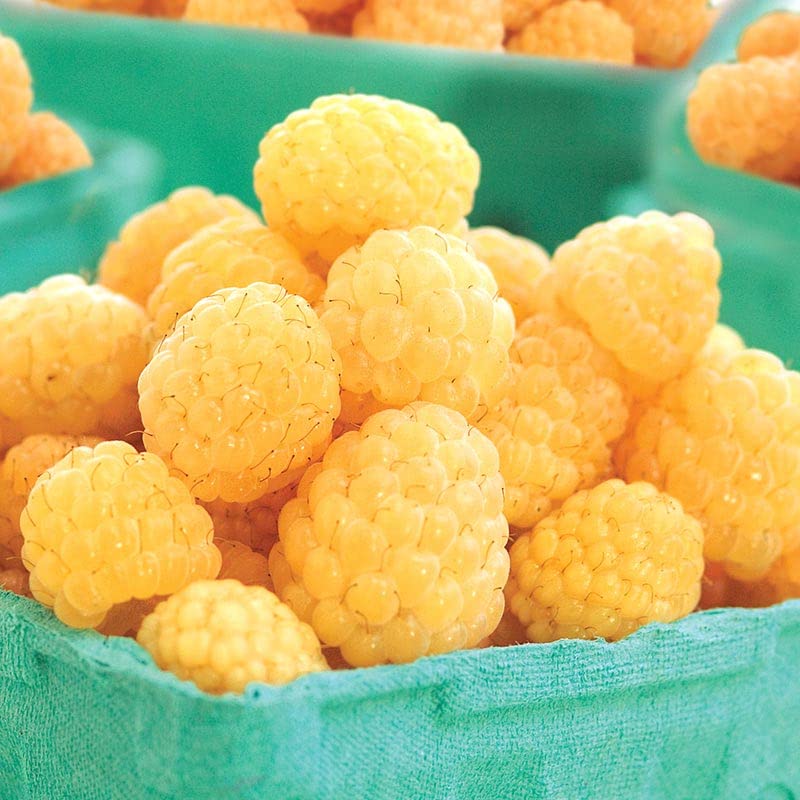 2 Yellow Raspberry Plants, Fall Gold Raspberries Bushes, from 4 Inc Ornaments Perennial Garden Simple to Grow Pot
