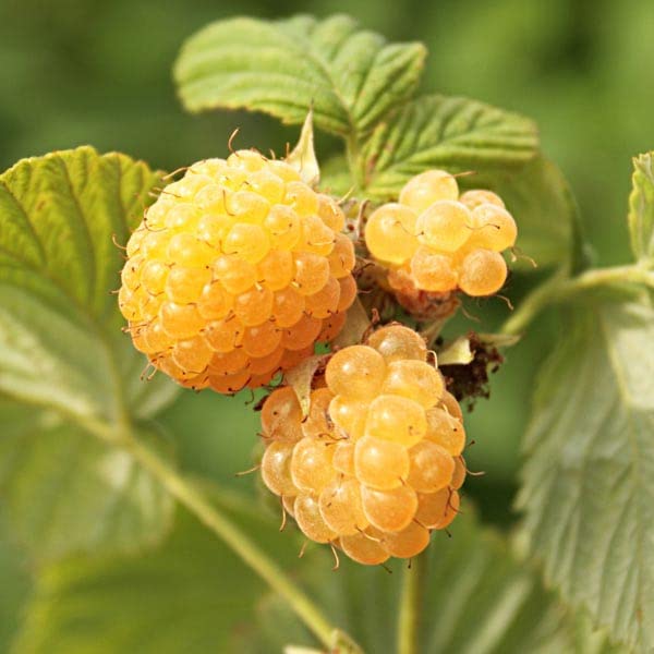 2 Yellow Raspberry Plants, Fall Gold Raspberries Bushes, from 4 Inc Ornaments Perennial Garden Simple to Grow Pot