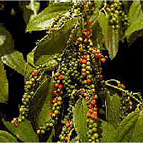 Peppercorns (Black Pepper) Seeds (20+ Seeds) | Non GMO | Vegetable Fruit Herb Flower Seeds for Planting | Home Garden Greenhouse Pack