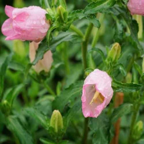 CHUXAY GARDEN Campanula Medium 'Champion Pink',Canterbury Bells Seed 200 Seeds Annual Flowering Plants Excellent Addition to Garden Easy Grow