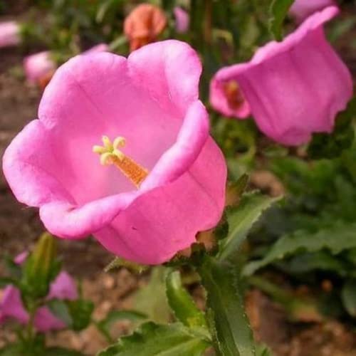 CHUXAY GARDEN Campanula Medium 'Champion Pink',Canterbury Bells Seed 200 Seeds Annual Flowering Plants Excellent Addition to Garden Easy Grow