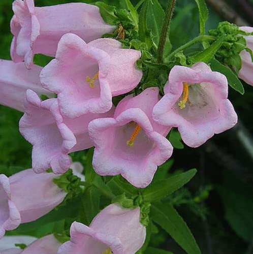 CHUXAY GARDEN Campanula Medium 'Champion Pink',Canterbury Bells Seed 200 Seeds Annual Flowering Plants Excellent Addition to Garden Easy Grow
