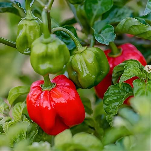 Scotch Bonnet Pepper Seeds for Planting - 200 Vegetable Seeds for Planting Home Garden Perennial Hot Pepper Seed