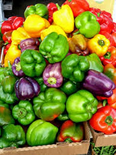 Bell Pepper, California Wonder Pepper Seeds, Heirloom, 25 Seeds, Delicious Large Peppers
