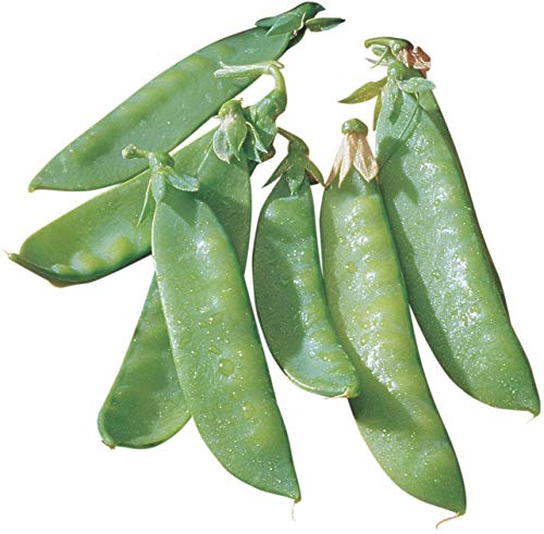 Mammoth Melting Sugar Snow Pea Seeds for Planting, 50+ Heirloom Seeds Per Packet, (Isla's Garden Seeds), Non GMO Seeds, Botanical Name: Pisum sativum, Great Home Garden Gift
