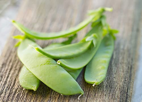 Mammoth Melting Sugar Snow Pea Seeds for Planting, 50+ Heirloom Seeds Per Packet, (Isla's Garden Seeds), Non GMO Seeds, Botanical Name: Pisum sativum, Great Home Garden Gift