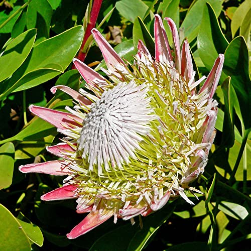 YEGAOL Garden 60Pcs Protea Cynaroides Seeds King Protea Seeds Cape Artichoke Flower Seeds Evergreen Cut Flowers Deer Resistant Drought Tolerant Beds Borders Patio Containers