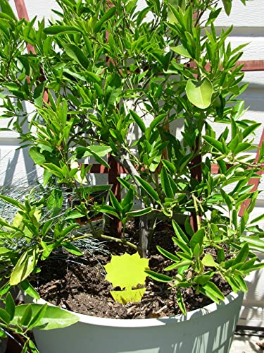 Yellow Dual Sticky Fly Traps (10 Pack) for Fruit Fly Gnat Whiteflies Fungus Gnats Small Insects Houseplant Eco Friendly 21C Save A Garden Flower Shape