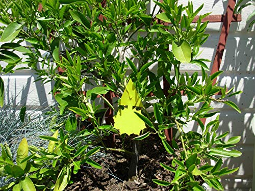Yellow Dual Sticky Fly Traps (10 Pack) for Fruit Fly Gnat Whiteflies Fungus Gnats Small Insects Houseplant Eco Friendly 21C Save A Garden Flower Shape