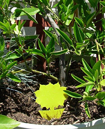 Yellow Dual Sticky Fly Traps (10 Pack) for Fruit Fly Gnat Whiteflies Fungus Gnats Small Insects Houseplant Eco Friendly 21C Save A Garden Flower Shape