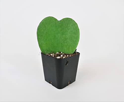 Athena's Garden Modern Black Pot with Polished River Rocks and Lichen. Live Heart-Shaped Hoya Plants Square, Green