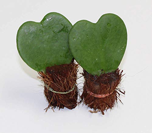 Athena's Garden Modern Black Pot with Polished River Rocks and Lichen. Live Heart-Shaped Hoya Plants Square, Green