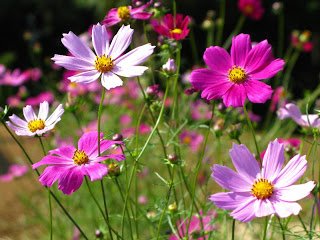 "Sensation Mix" Cosmos Flower Seeds for Planting, 100+ Seeds Per Packet, (Isla's Garden Seeds), Non GMO & Heirloom Seeds, Scientific Name: Cosmos bipinnatus, Great Home Flower Garden Gift