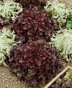 Salad Bowl Red Leaf Lettuce Seeds for Planting, 1000+ Heirloom Seeds Per Packet, (Isla's Garden Seeds), Non GMO Seeds, Botanical Name: Lactuca Sativa