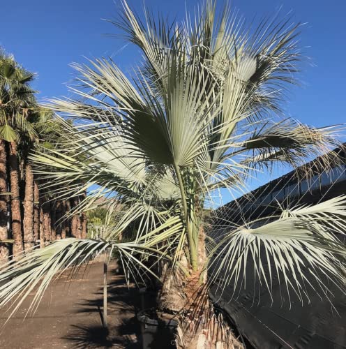 CHUXAY GARDEN 7 Seeds Brahea Armata,Mexican Blue Palm,Blue Hesper Palm Large Evergreen Tree Attractive Appearance Great Ornamental Plant
