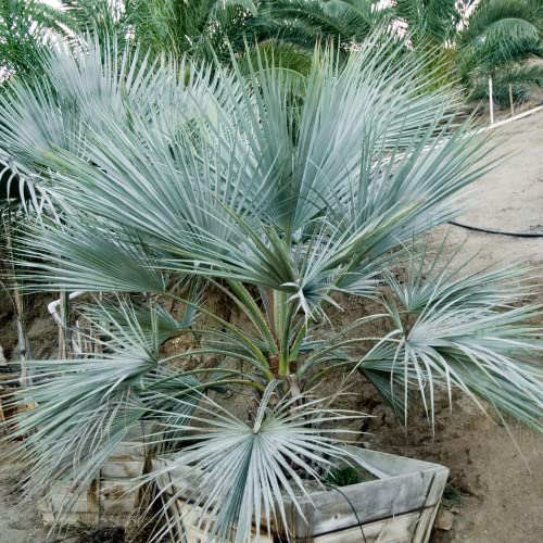 CHUXAY GARDEN 7 Seeds Brahea Armata,Mexican Blue Palm,Blue Hesper Palm Large Evergreen Tree Attractive Appearance Great Ornamental Plant