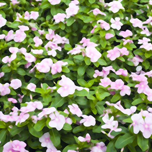Outsidepride Vinca Periwinkle Pink Garden Flower, Ground Cover, & Container Plants - 4000 Seeds