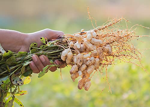 20 Peanut Seeds in The Shell for Planting - Grow Your Own Peanuts - Outdoor Home Gardens | Planting Instructions Included